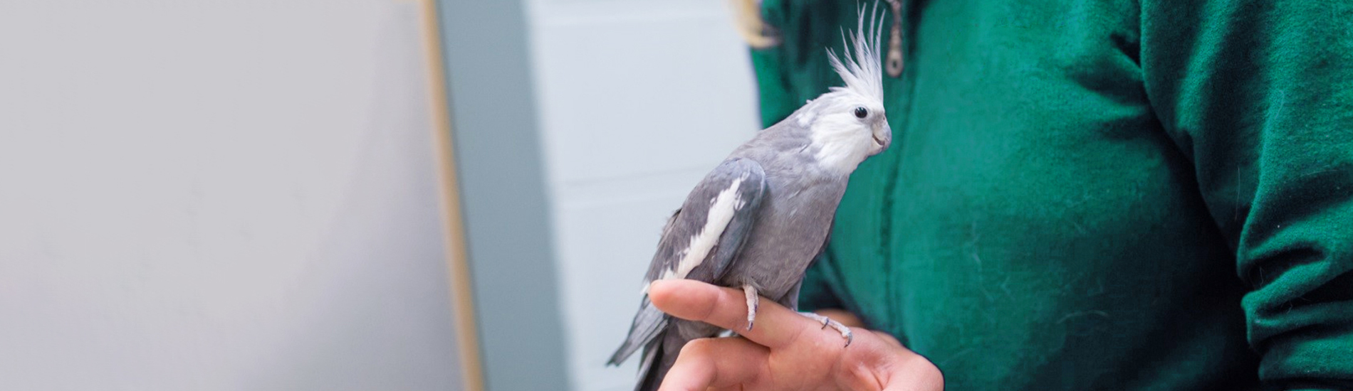 Bird Vet Rockford - Emergency Exotic Avian Vet Near Me